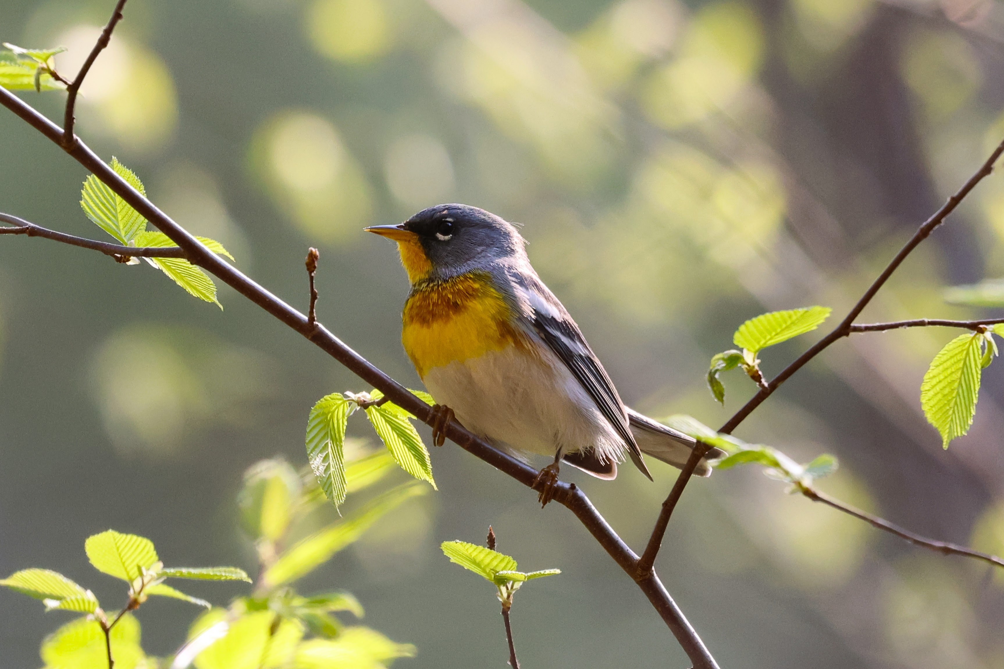 Reflections @ 50: Northern Parula – Blue Plover Cafe